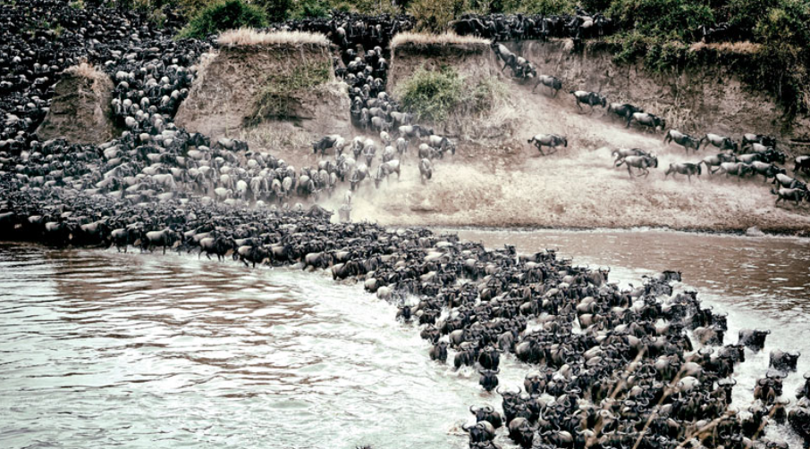 Best 8-Day Great Migration Mara River Crossing Safari